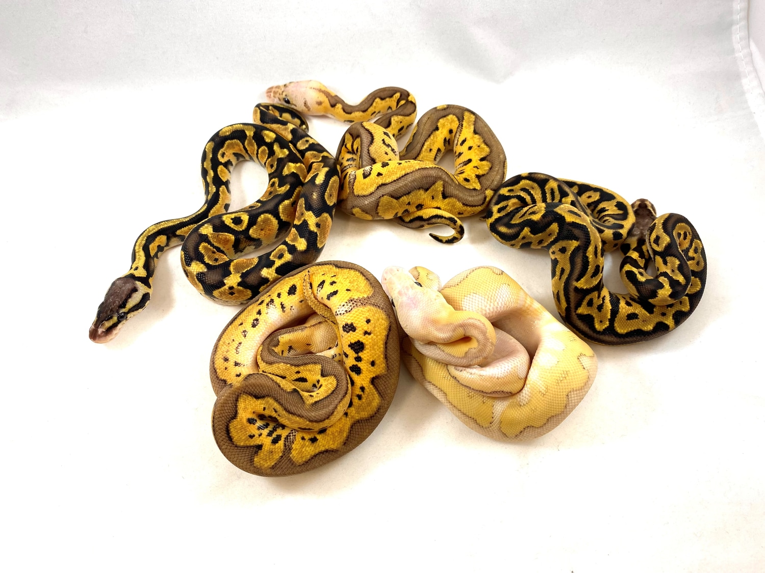 Ball Python Clutch: LWR2213 by Lazy Wolf Reptiles - MorphMarket