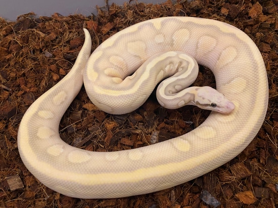 Desert Ghost Super Pastel Butter Yellowbelly Enchi Ball Python by Lazy ...