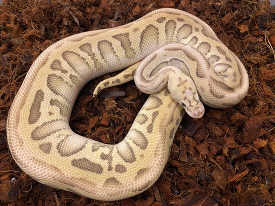 Pastel Leopard Crypton 50% Poss Het DG Ball Python by Lazy Wolf Reptiles