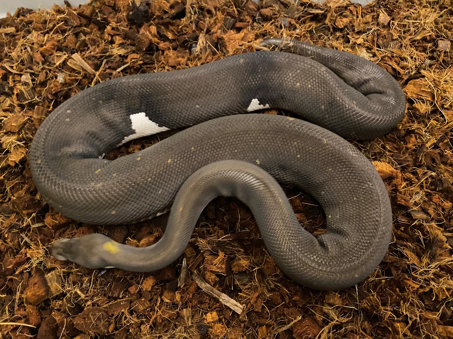 Super Black Pastel Het Pied Ball Python by Lazy Wolf Reptiles - MorphMarket