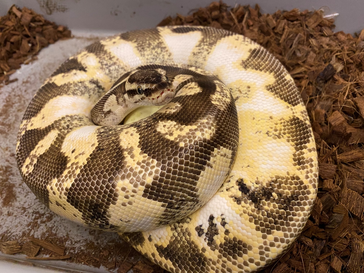 Ball Python Clutch: LWR2301 by Lazy Wolf Reptiles - MorphMarket