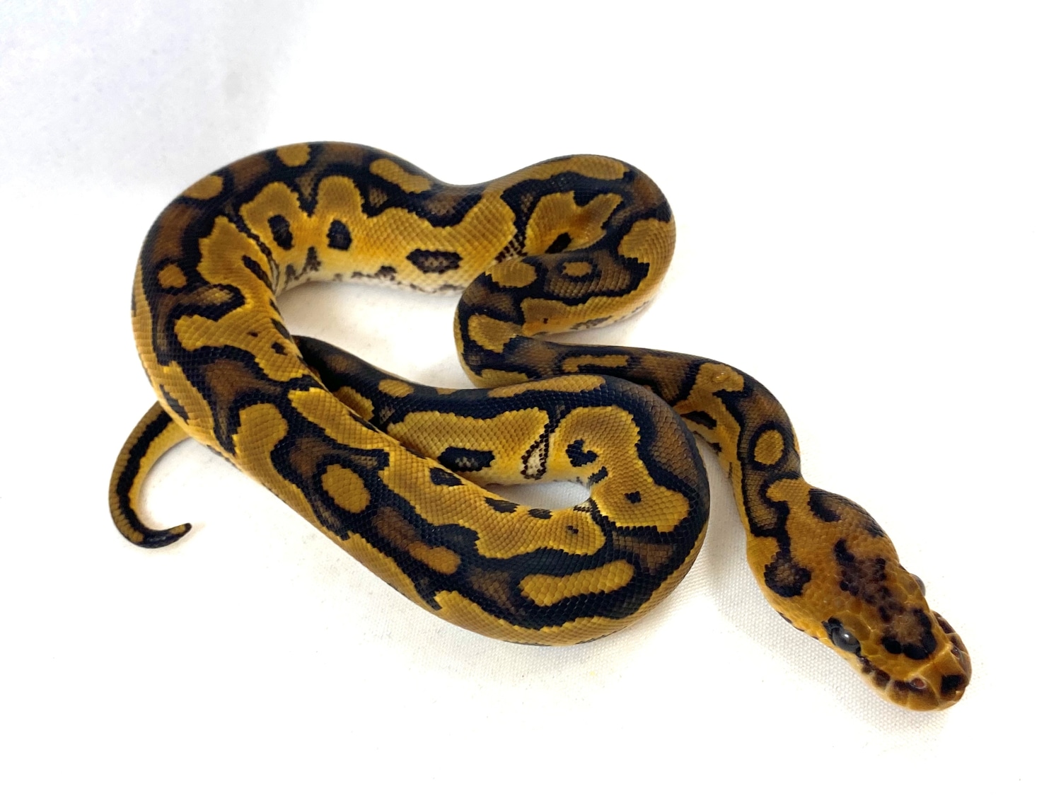 Red Stripe Clown Ball Python by Lazy Wolf Reptiles - MorphMarket