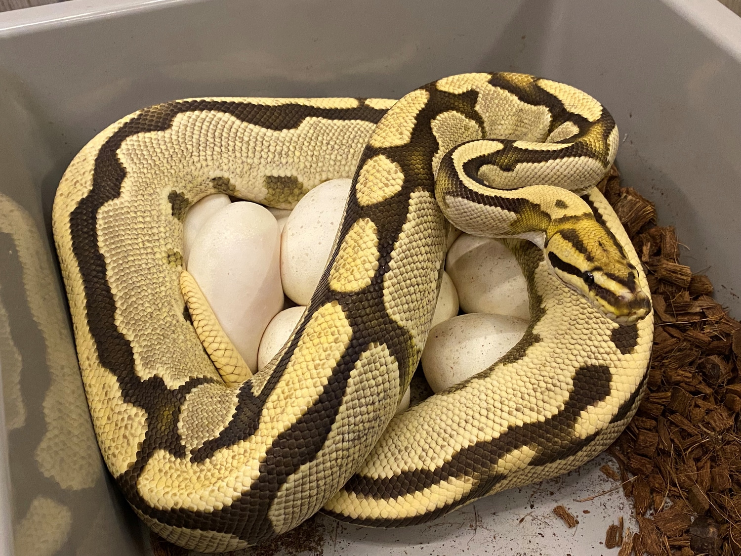 Orange Dream Fire Het Pied Ball Python by Lazy Wolf Reptiles - MorphMarket