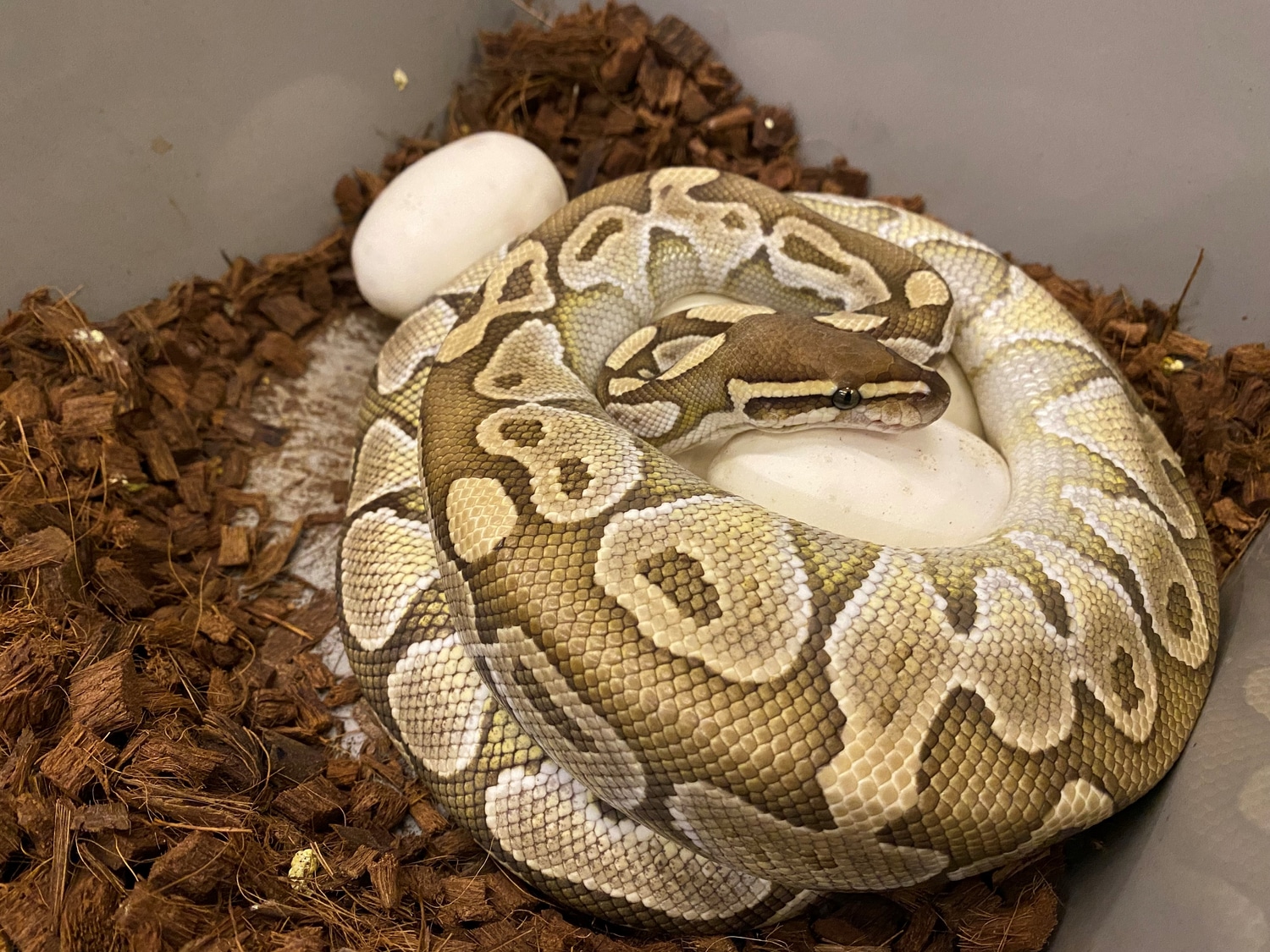 Quasar Ball Python by Lazy Wolf Reptiles - MorphMarket