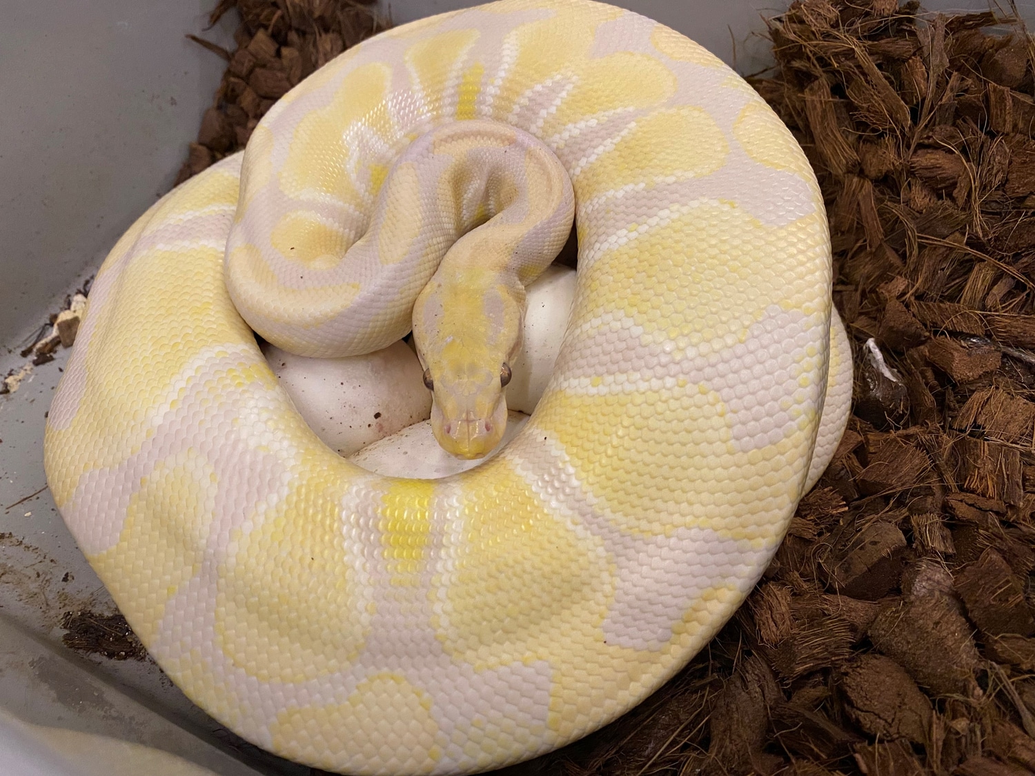 Lavender Het Pied Ball Python by Lazy Wolf Reptiles - MorphMarket