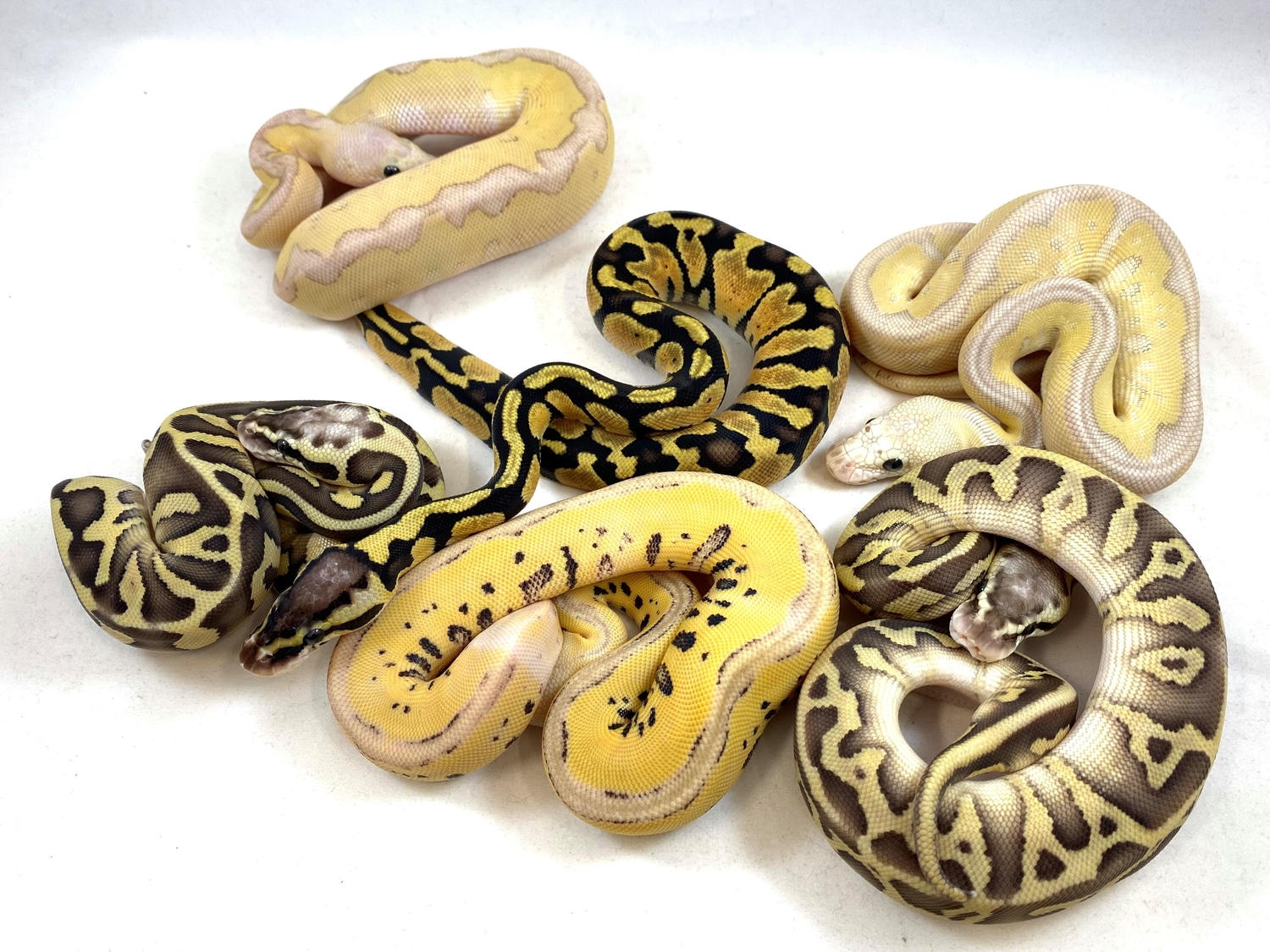 Ball Python Clutch: LWR2305 by Lazy Wolf Reptiles - MorphMarket