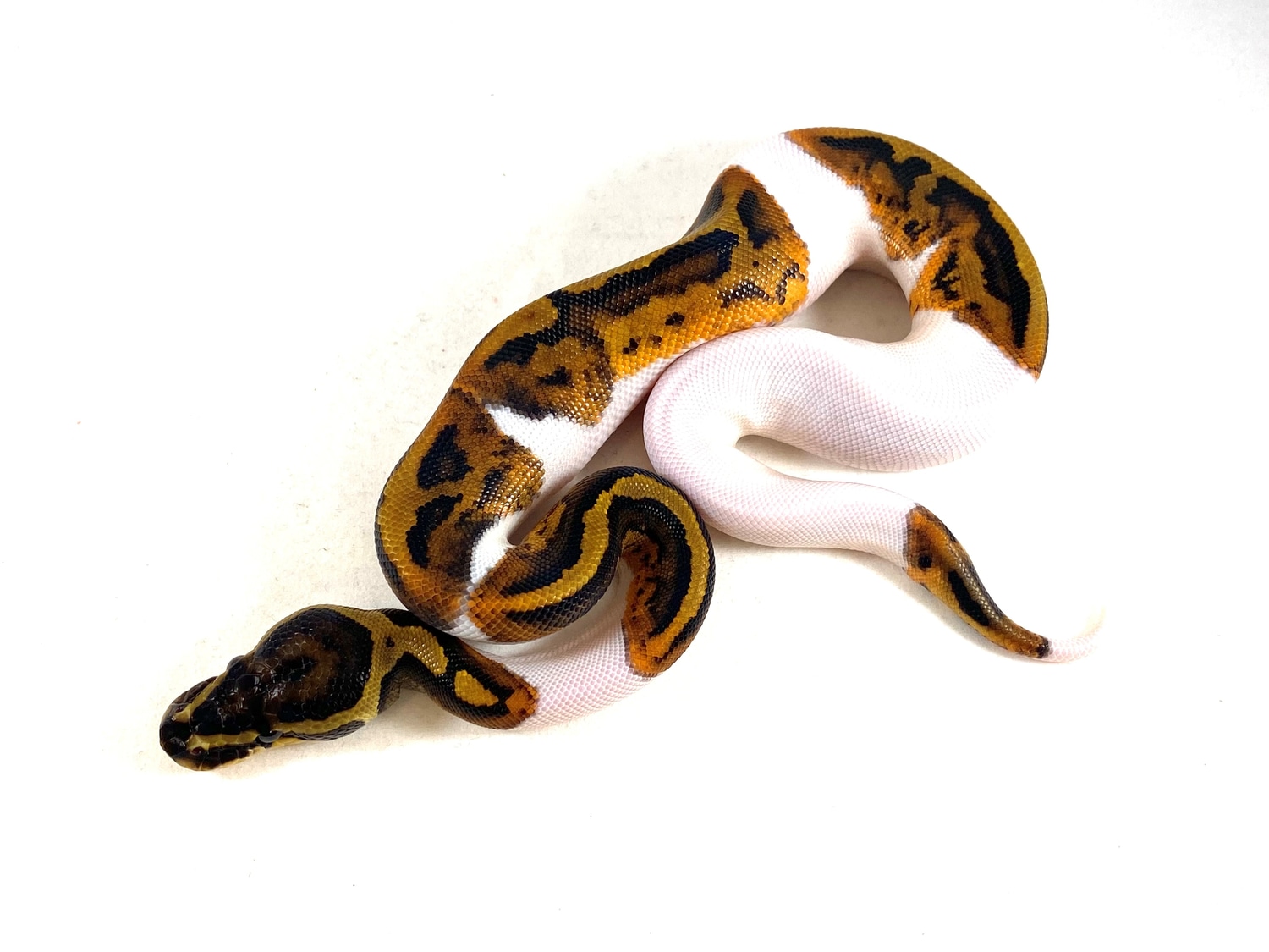 Pied Ball Python by Lazy Wolf Reptiles - MorphMarket