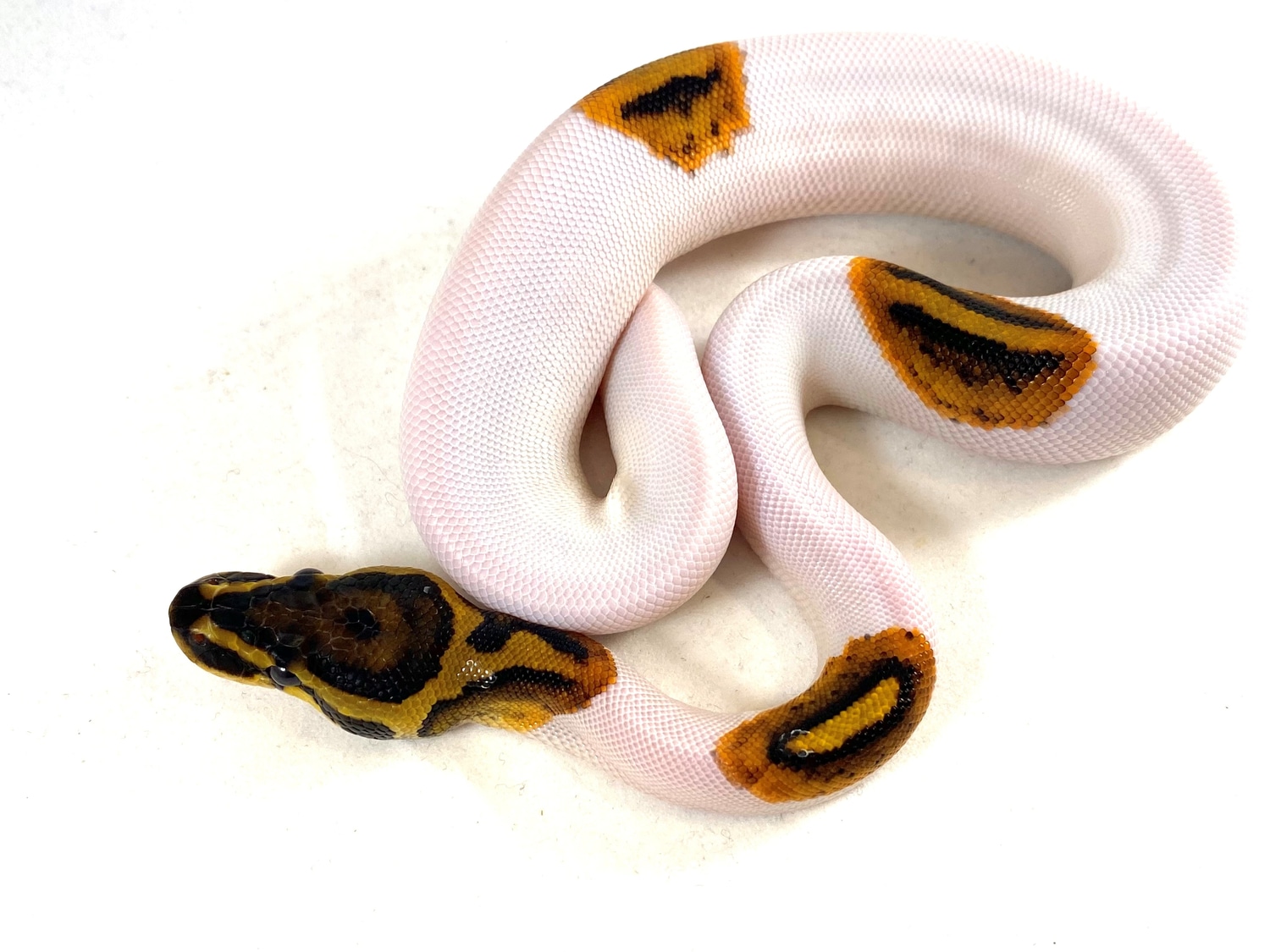 Gravel Orange Dream Pied Ball Python by Lazy Wolf Reptiles - MorphMarket