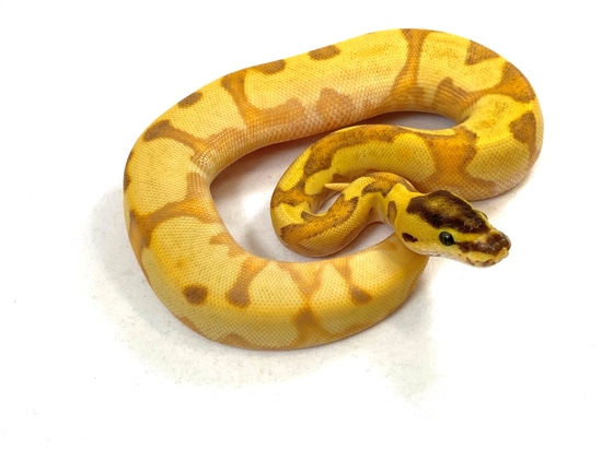 Super Enchi ODYB Pastel Fire 100% Het Pied Ball Python by Lazy Wolf Reptiles