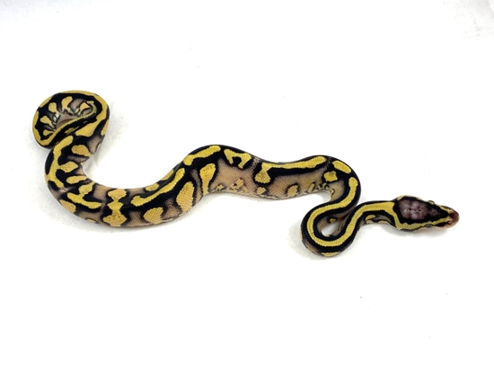 Leopard Yellowbelly Pastel Het Desert Ghost Ball Python by Lazy Wolf ...