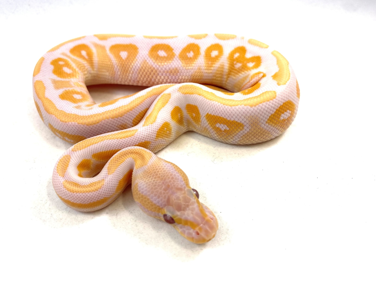 Black Pastel Lavender 50% Het Piebald Ball Python by Lazy Wolf Reptiles ...