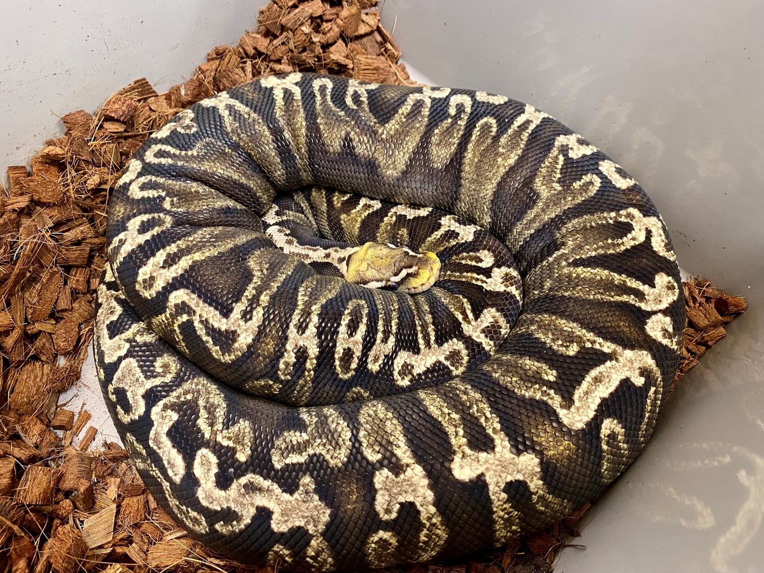 Super GHI Pastel - Ready To Breed Ball Python by Lazy Wolf Reptiles ...