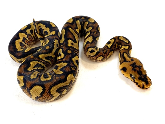 HOLDBACK Cinnamon Pompeii (Red Stripe Spotnose Yellowbelly Cinnamon ...