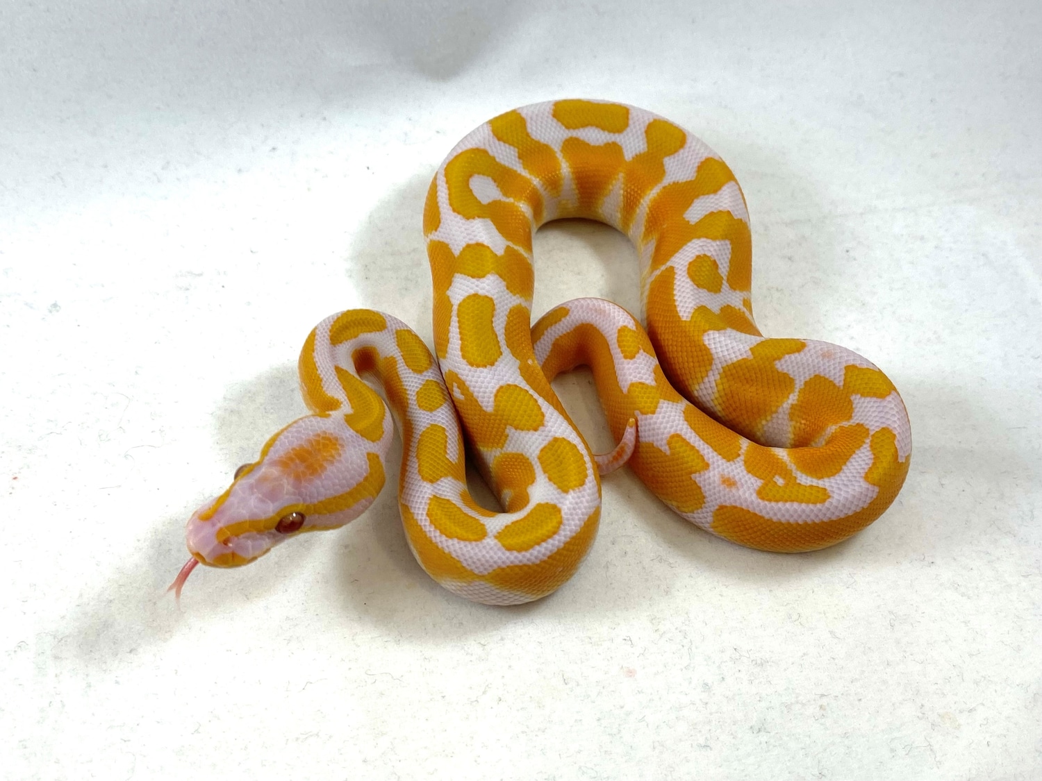 Lavender Albino 66% Het Piebald Ball Python by Lazy Wolf Reptiles ...