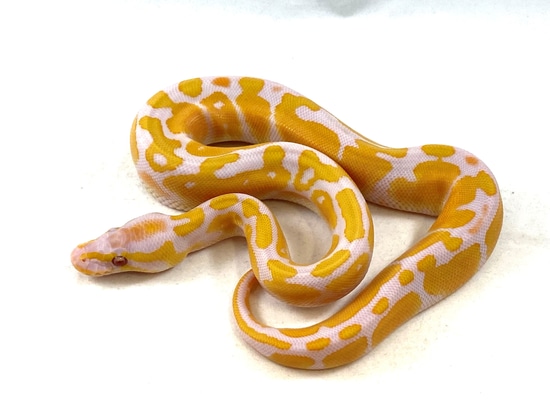 Lavender Albino 66% Het Piebald Ball Python by Lazy Wolf Reptiles