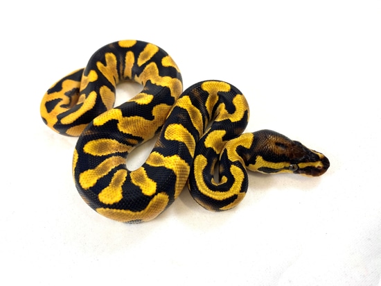 BRIGHT Orange Dream Yellowbelly 100% Het Pied Ball Python by Lazy Wolf ...