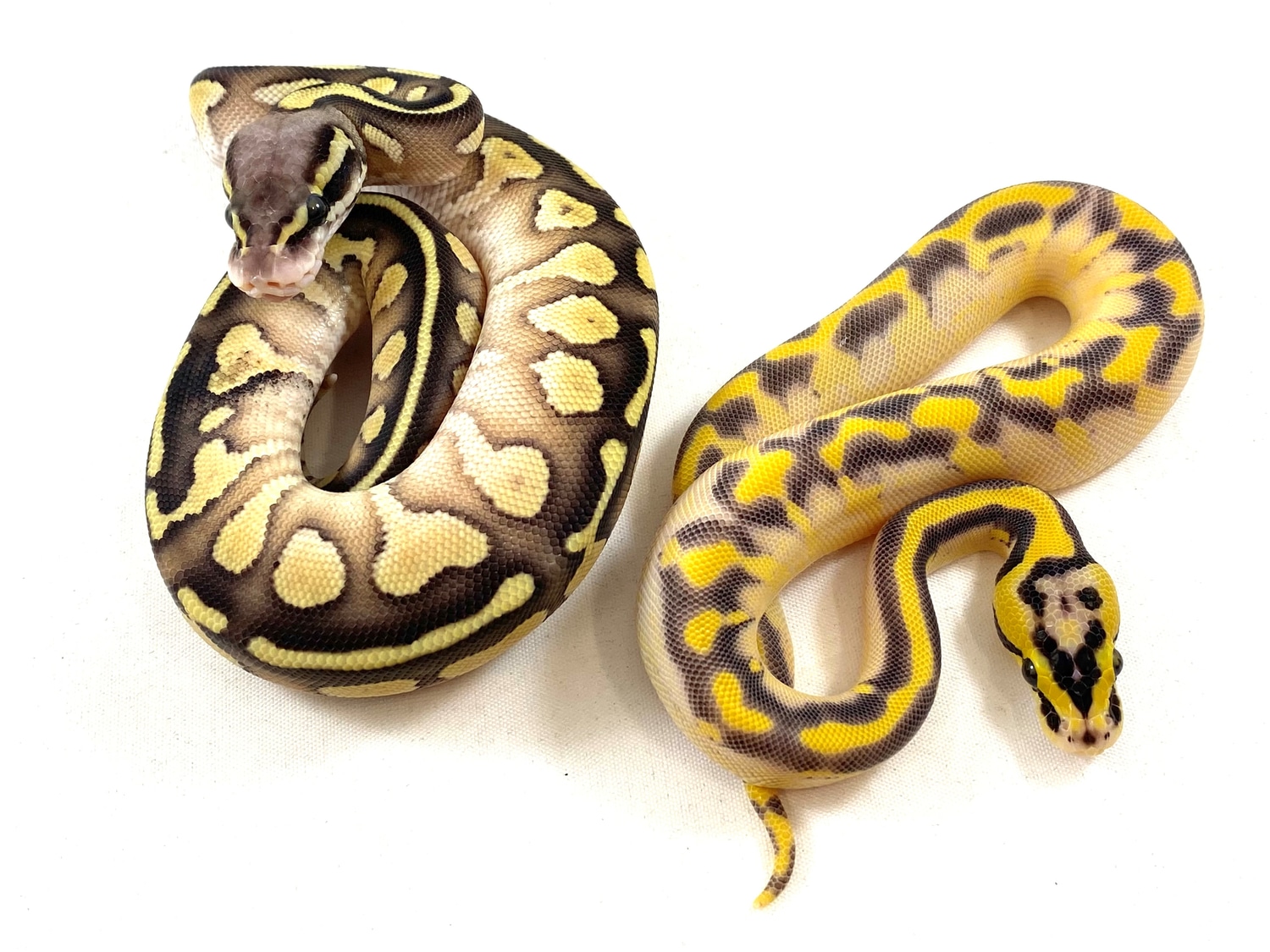 Ball Python Clutch: LWR2312 by Lazy Wolf Reptiles - MorphMarket