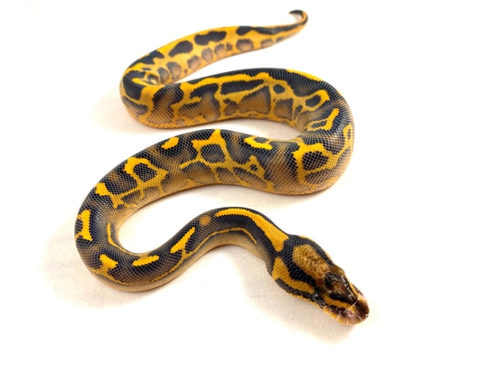 Leopard Highway Ball Python by Lazy Wolf Reptiles