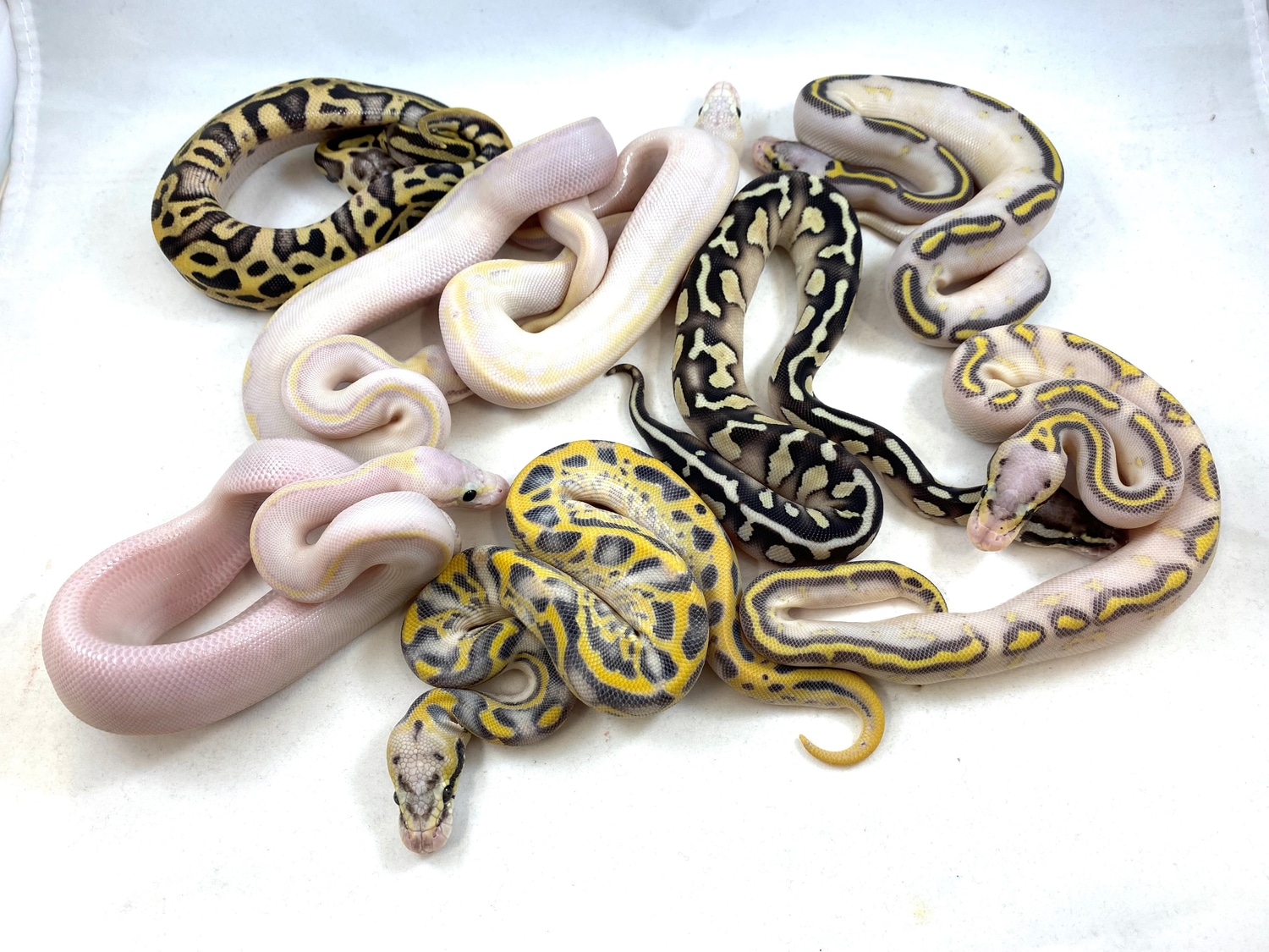 Ball Python Clutch: LWR2319 by Lazy Wolf Reptiles - MorphMarket