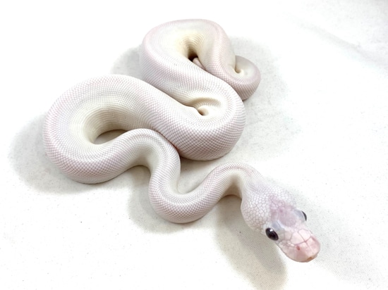 Blue Eyed Lucy (But Les) Pastel 100% Het Clown PLUS Ball Python by Lazy ...