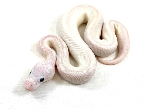 Blue Eyed Lucy (But Les) Pastel 100% Het Clown PLUS Ball Python by Lazy ...