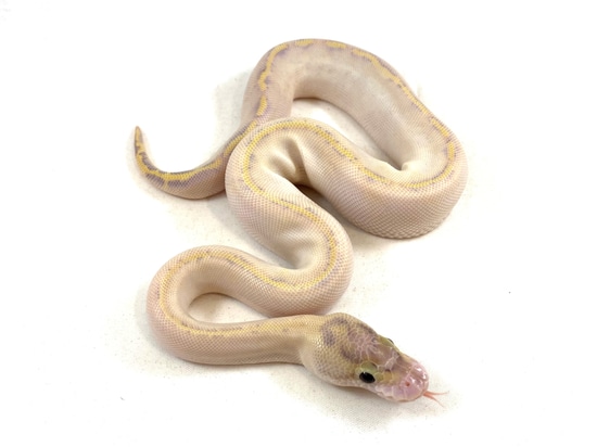 Ivory Het Clown Ball Python by Lazy Wolf Reptiles