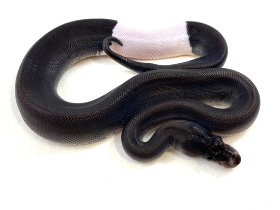 Super Black Pastel Het Piebald Ball Python by Lazy Wolf Reptiles