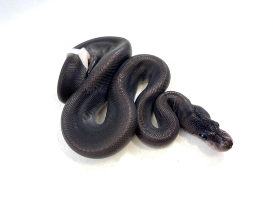 Super Black Pastel Het Piebald Ball Python by Lazy Wolf Reptiles