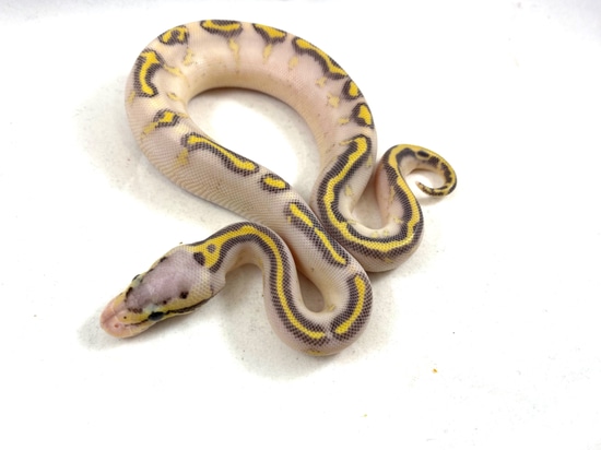Highway Pastel Het Desert Ghost Ball Python by Lazy Wolf Reptiles