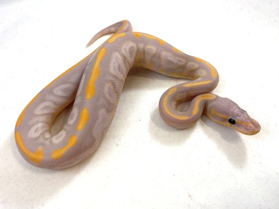 Banana Black Pastel Het Piebald Ball Python by Lazy Wolf Reptiles
