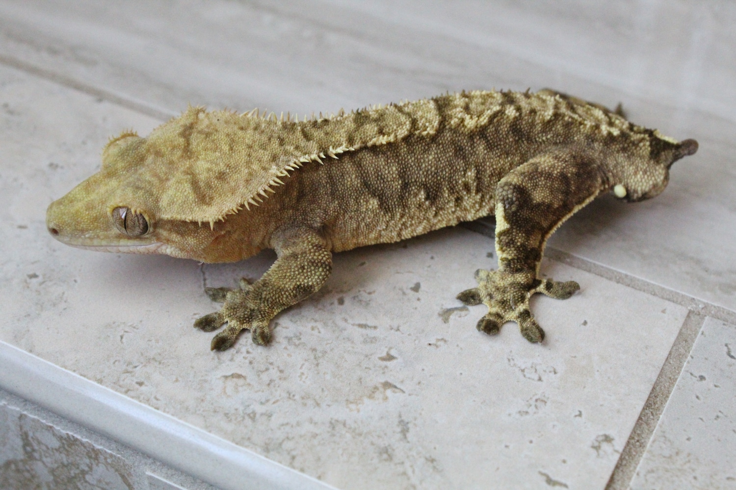 Yellow Brindle Crested Gecko by Lazy Crested Geckos - MorphMarket