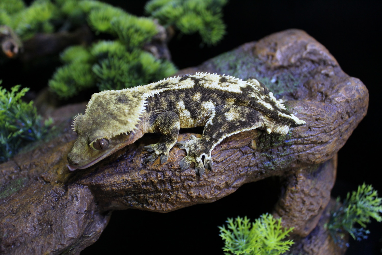 Unique Tricolor Crested Gecko by Lazy Crested Geckos - MorphMarket