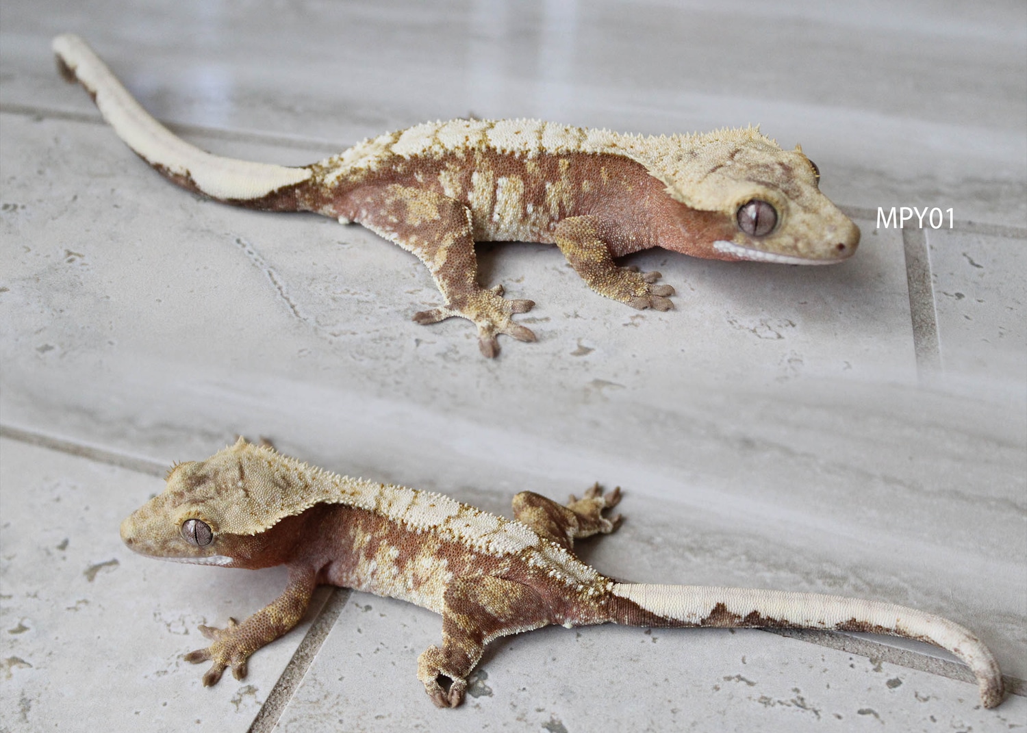 Red And Cream 50% Het Axanthic Crested Gecko by Lazy Crested Geckos ...
