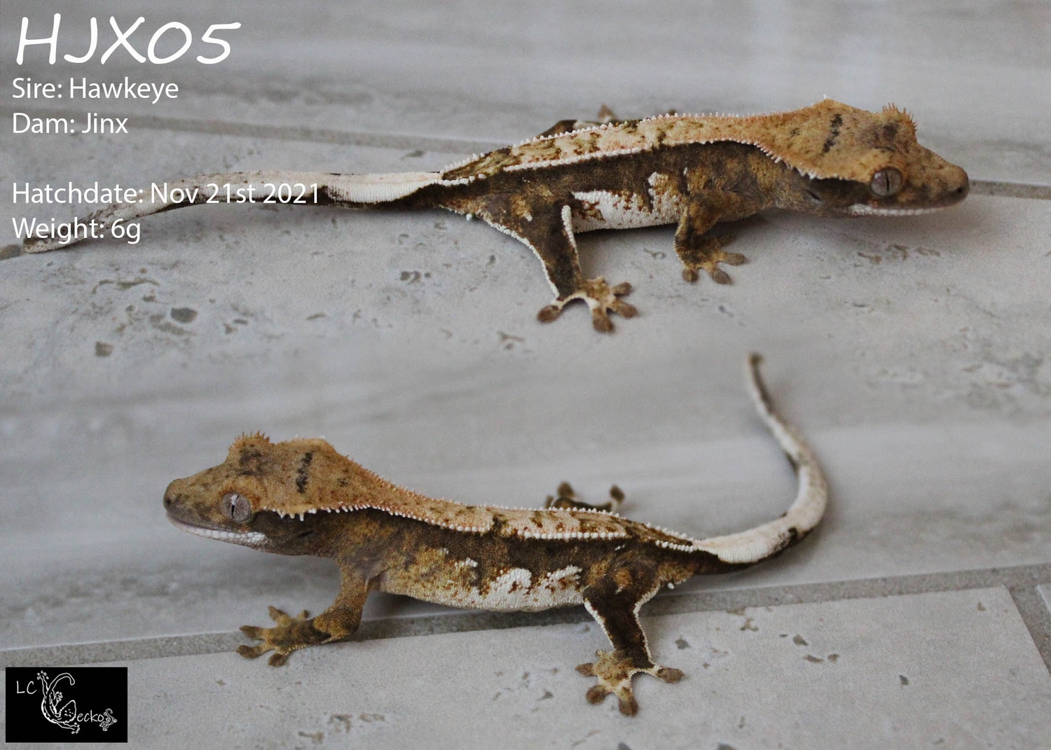 Nice Whites Crested Gecko by Lazy Crested Geckos - MorphMarket