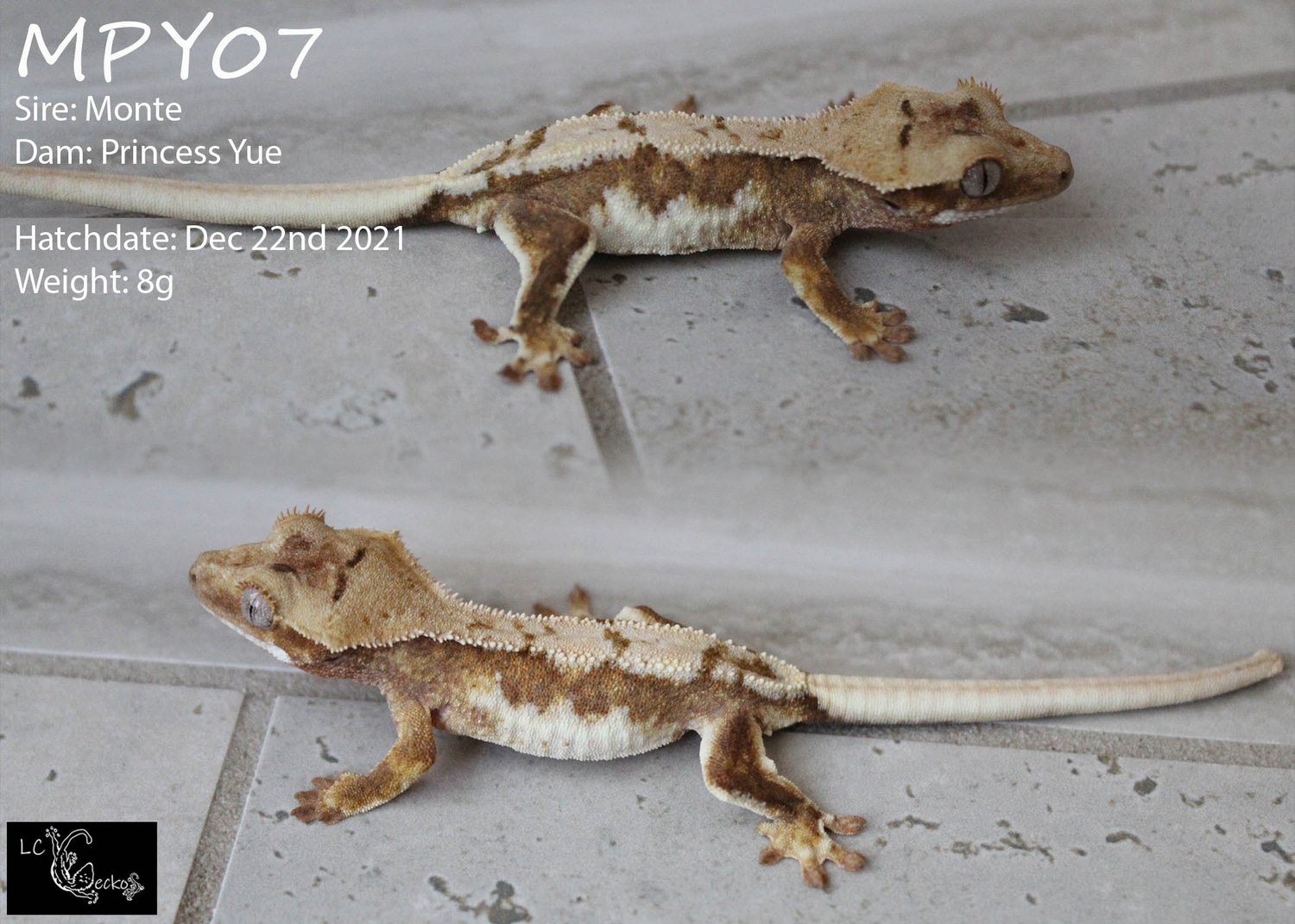 Lilly White - 50% Het Axanthic Crested Gecko by Lazy Crested Geckos ...