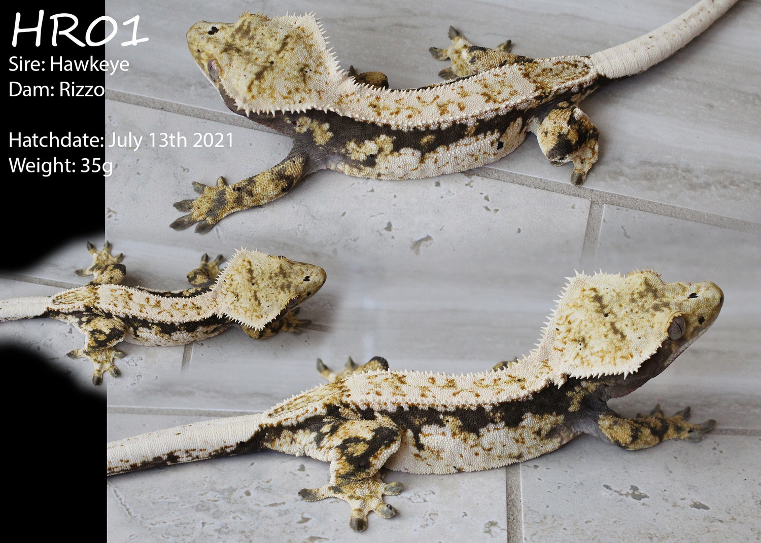 Lazy Crested Geckos's Collection - MorphMarket