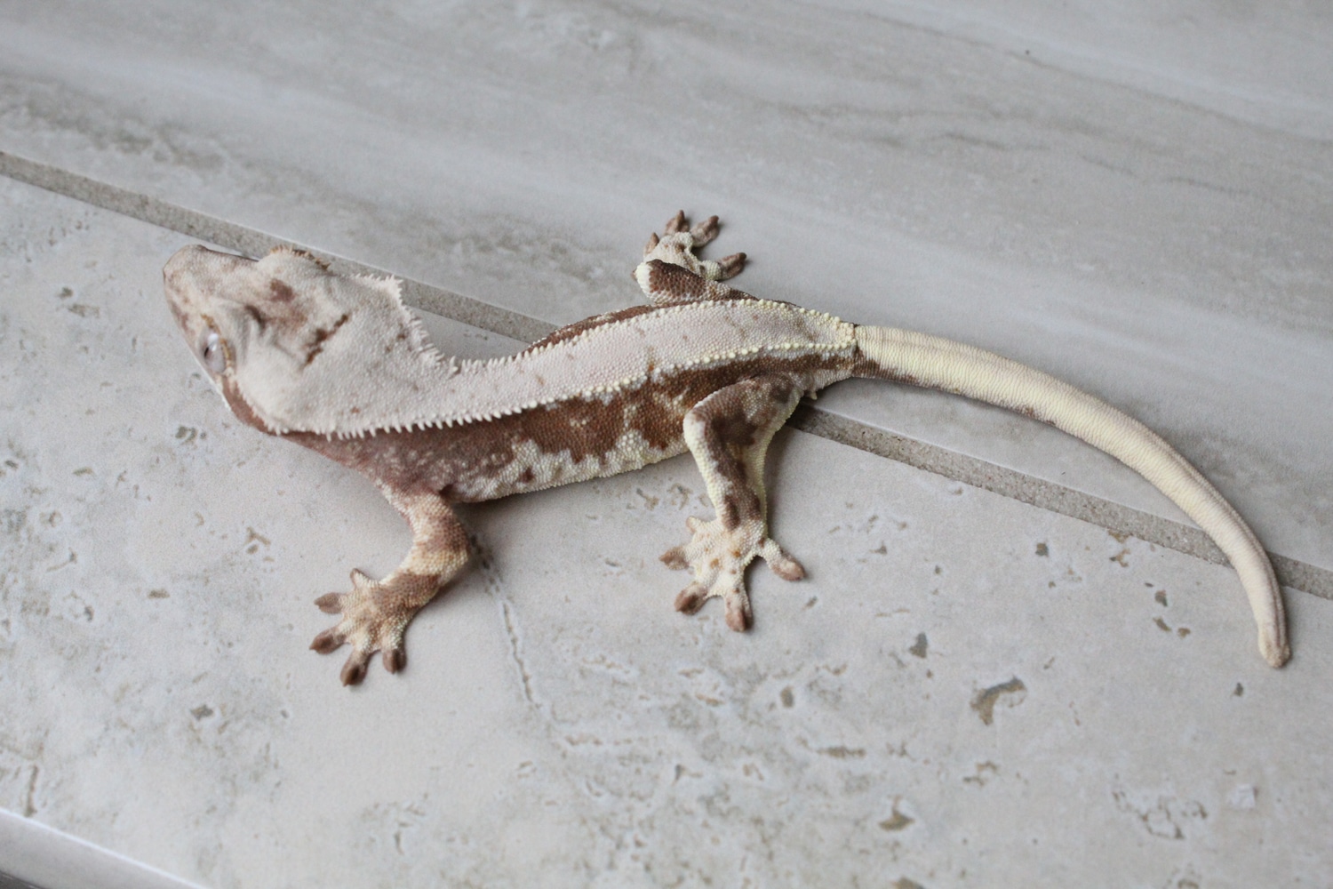 FREE SHIPPING Lilly White - 50% Het Axanthic Crested Gecko by Lazy ...
