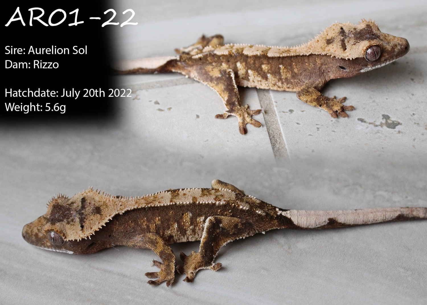 Nice Lineage! Loads Of Potential Crested Gecko by Lazy Crested Geckos ...