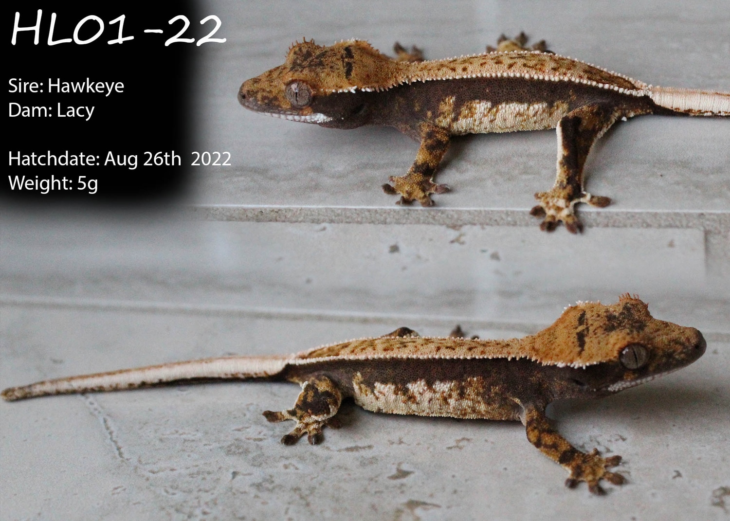 Pretty Tricolor - Fabulous Lineage- Probable Female Crested Gecko by ...