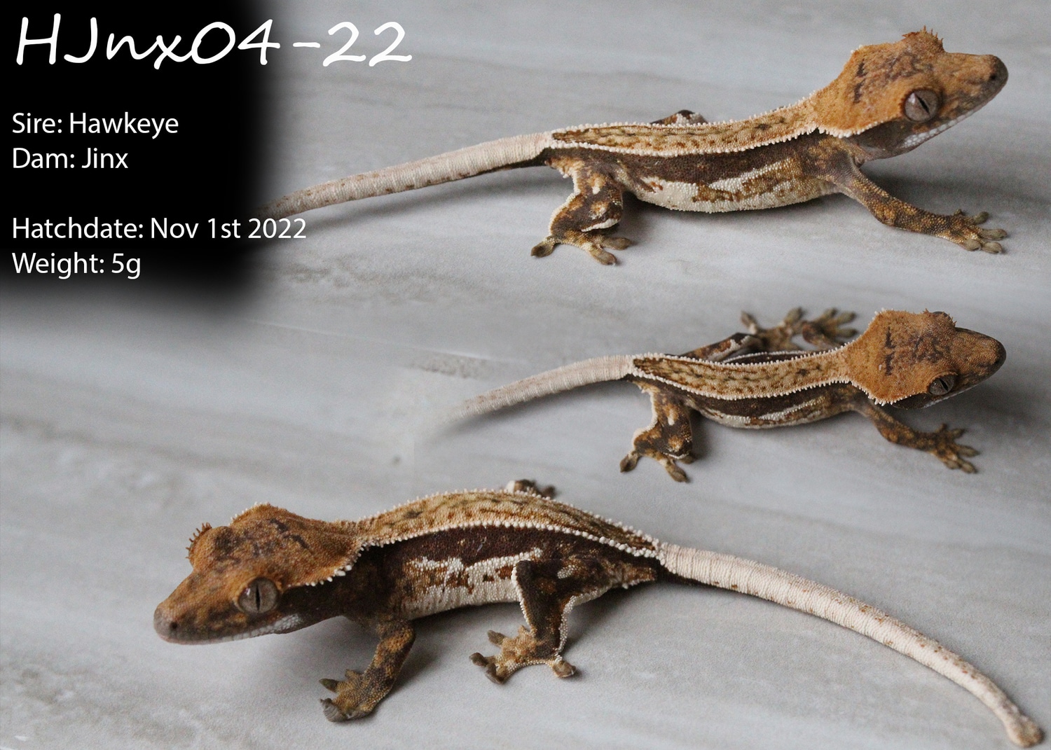 Full Pinstripe - Fantastic Lineage Crested Gecko by Lazy Crested Geckos ...