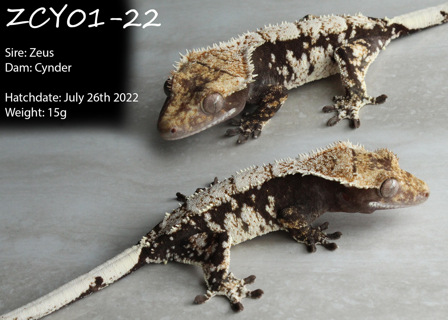 Lazy Crested Geckos's Collection - MorphMarket