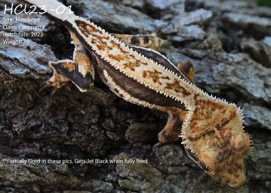 CLEAN Black Base! Crested Gecko by Lazy Crested Geckos