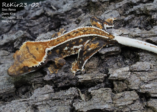 HUGE HEAD - White Tips Crested Gecko by Lazy Crested Geckos