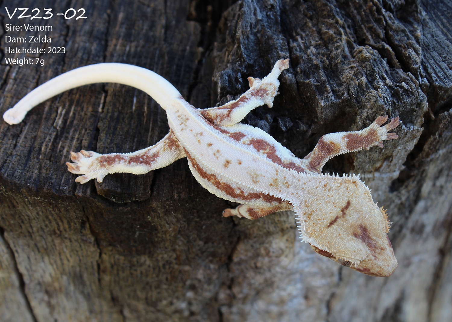Lazy Crested Geckos's Collection - MorphMarket