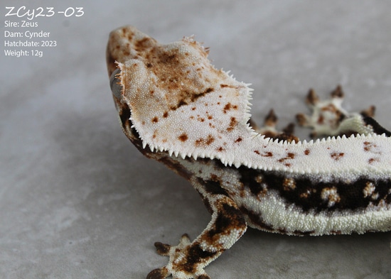 KILLER Lilly White Crested Gecko by Lazy Crested Geckos