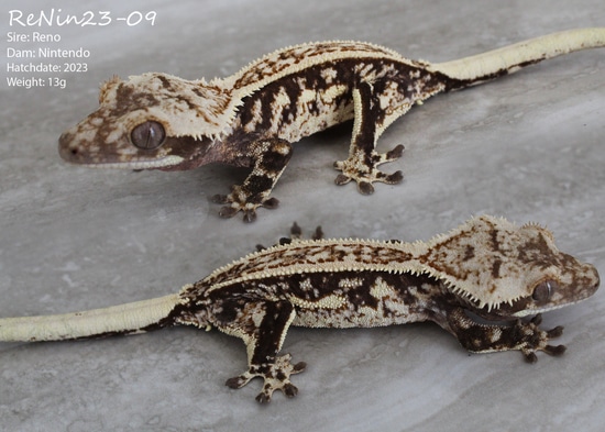 Crowned Dashed Quadstripe Crested Gecko by Lazy Crested Geckos