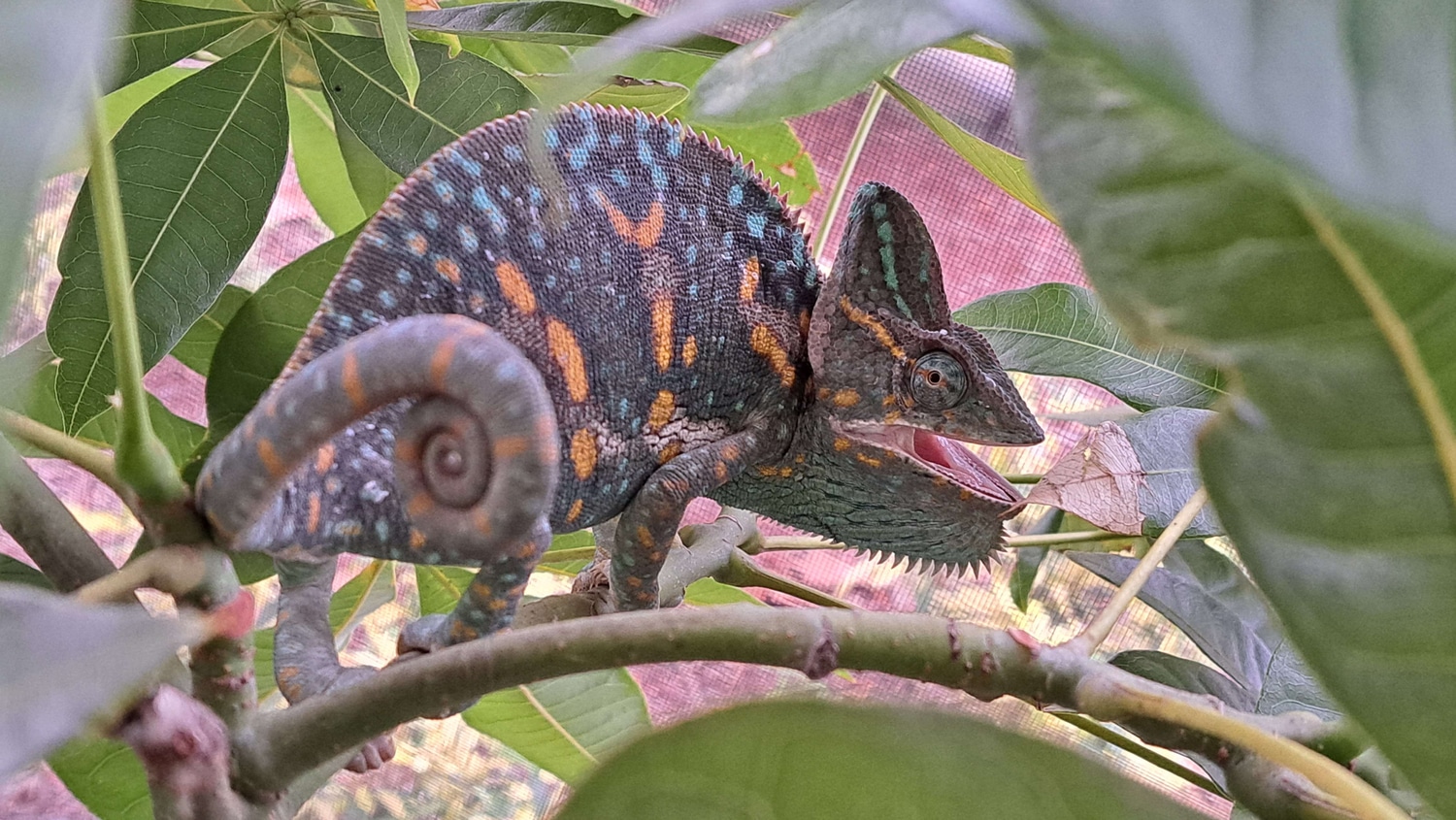 *ERZA* Veiled Chameleon by Lazy Lizards Breeding - MorphMarket