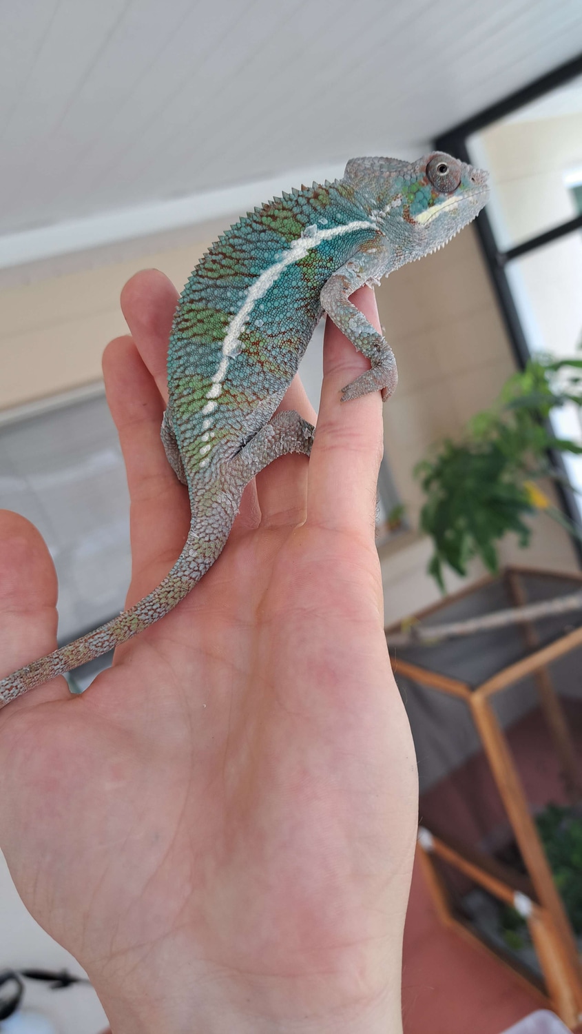 Panther Chameleon by Lazy Lizards Breeding - MorphMarket