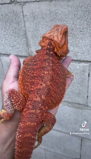 Red Male Translucent Hypo Central Bearded Dragon by Lopez Bearded Kreations