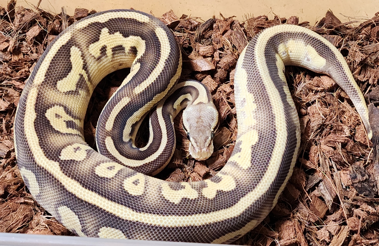 Leopard Mojave Firefly Poss. Het Clown FREE SHIPPING Ball Python by ...